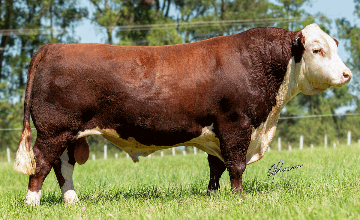 Touro | Select Sires