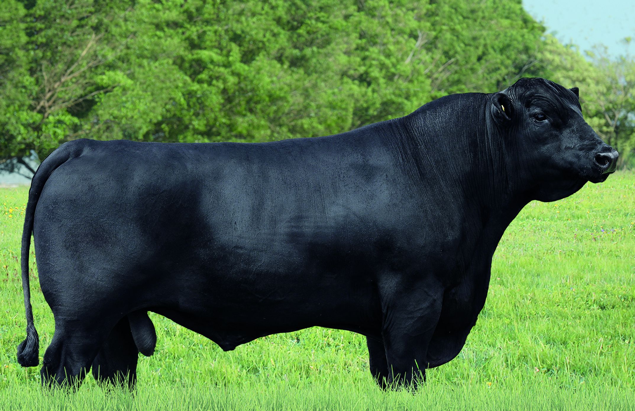 44 Black Magic 9708 AN678 | Touro | Select Sires