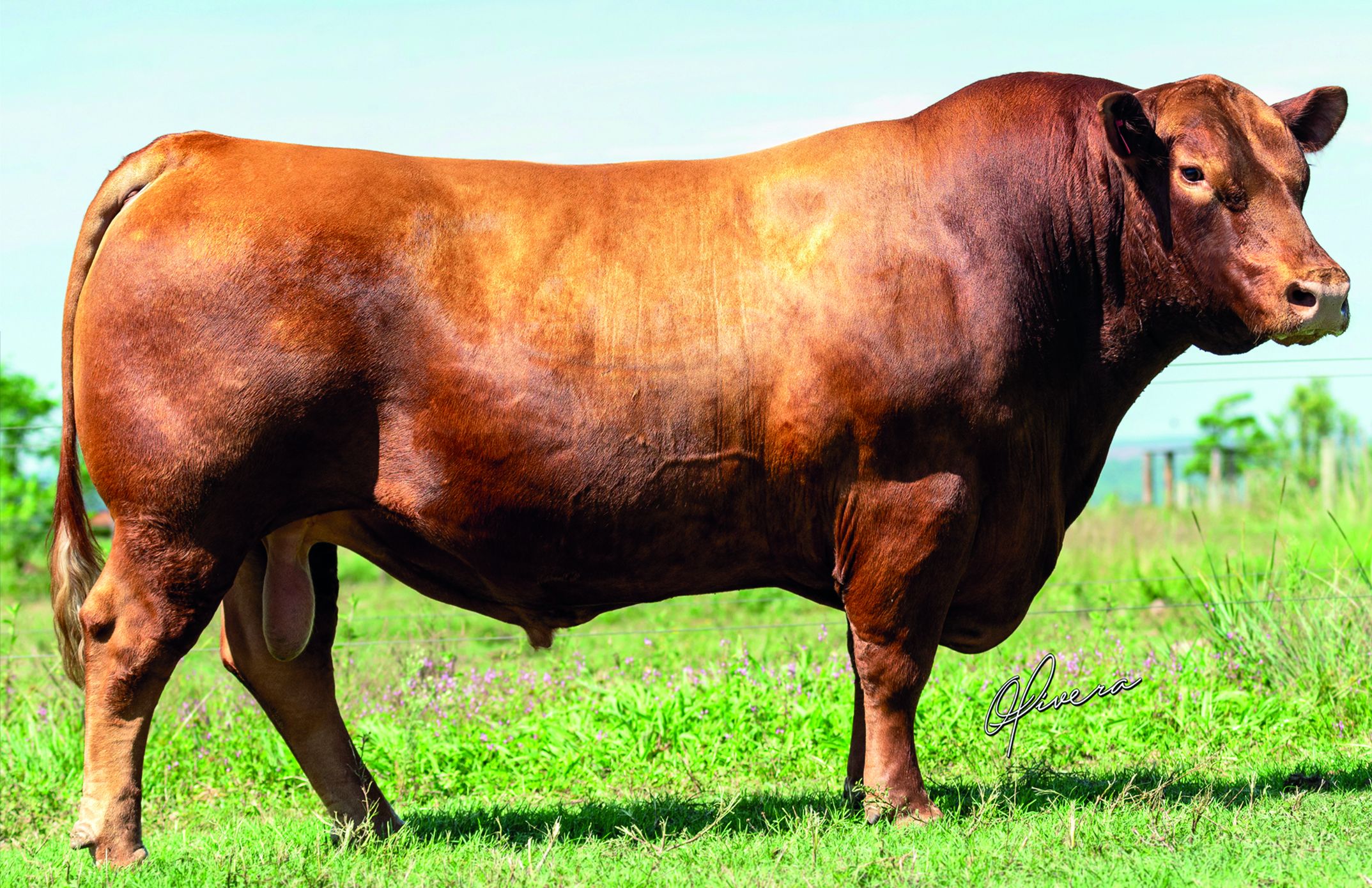 PASSO COMPRIDO TE719 RESERVA AR719 | Touro | Select Sires