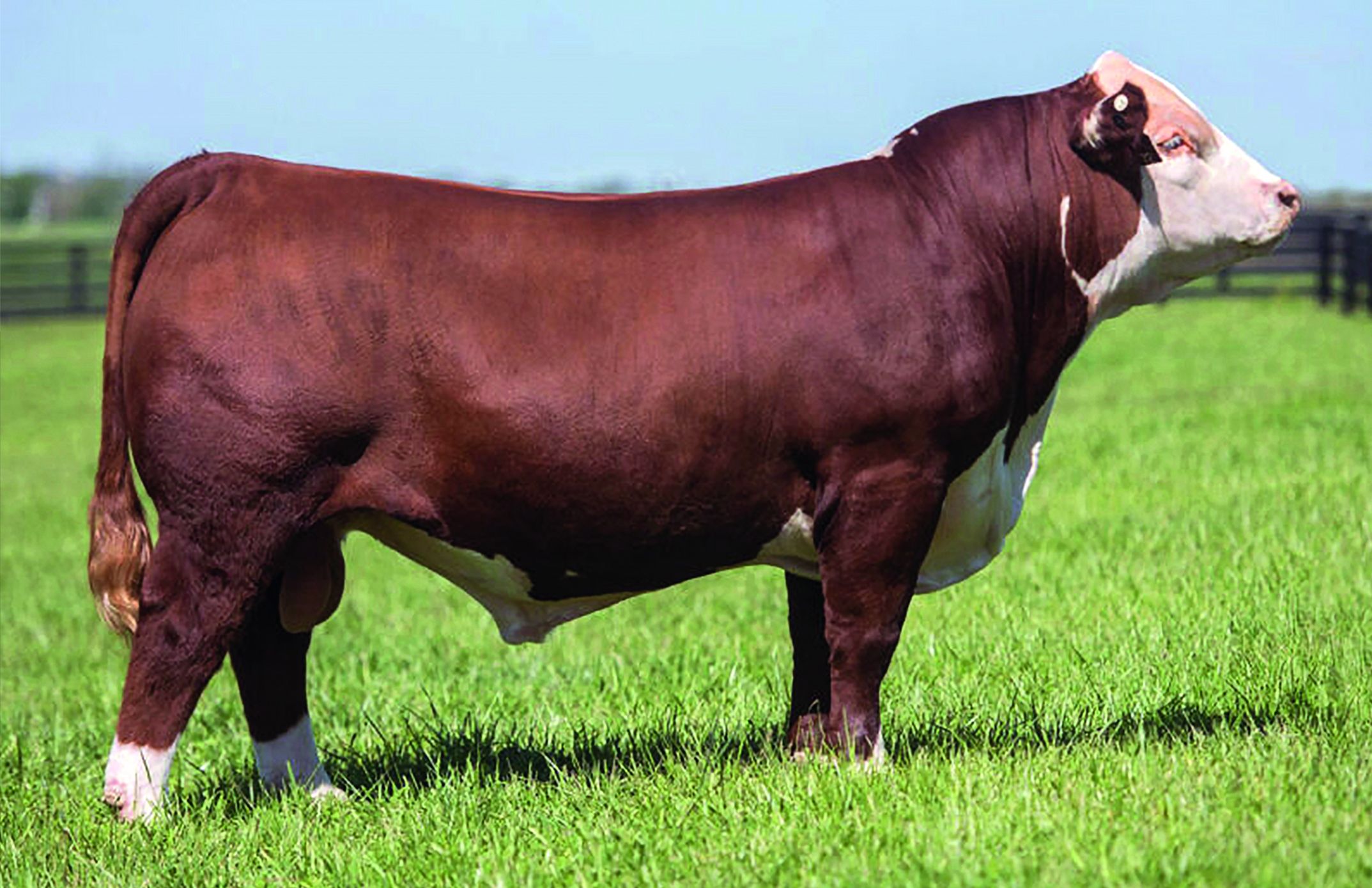 BOYD POWER SURGE 9024 7HP124 | Touro | Select Sires