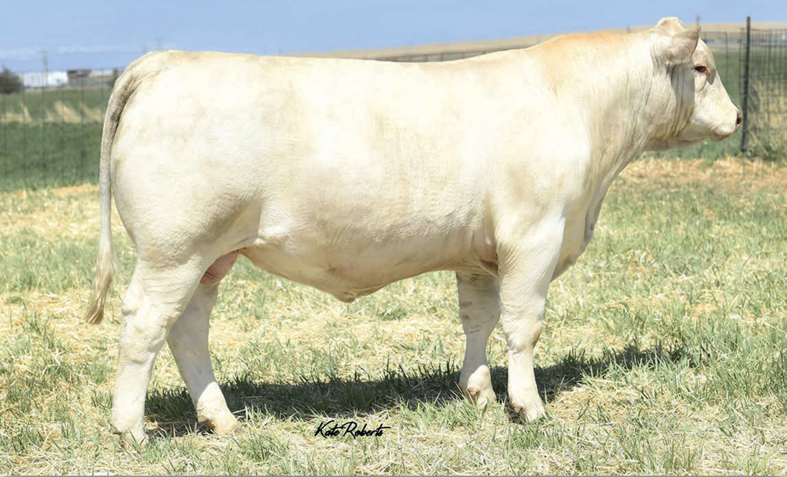 RENN SILVERSMITH 903G 7CH105 | Touro | Select Sires