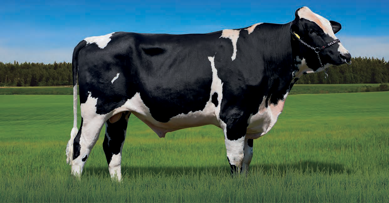 Touro | Select Sires