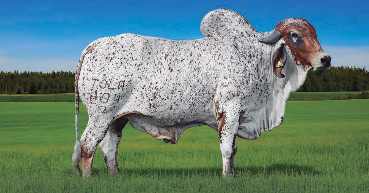 PAPIRUS FIV TOL | Touro | Select Sires