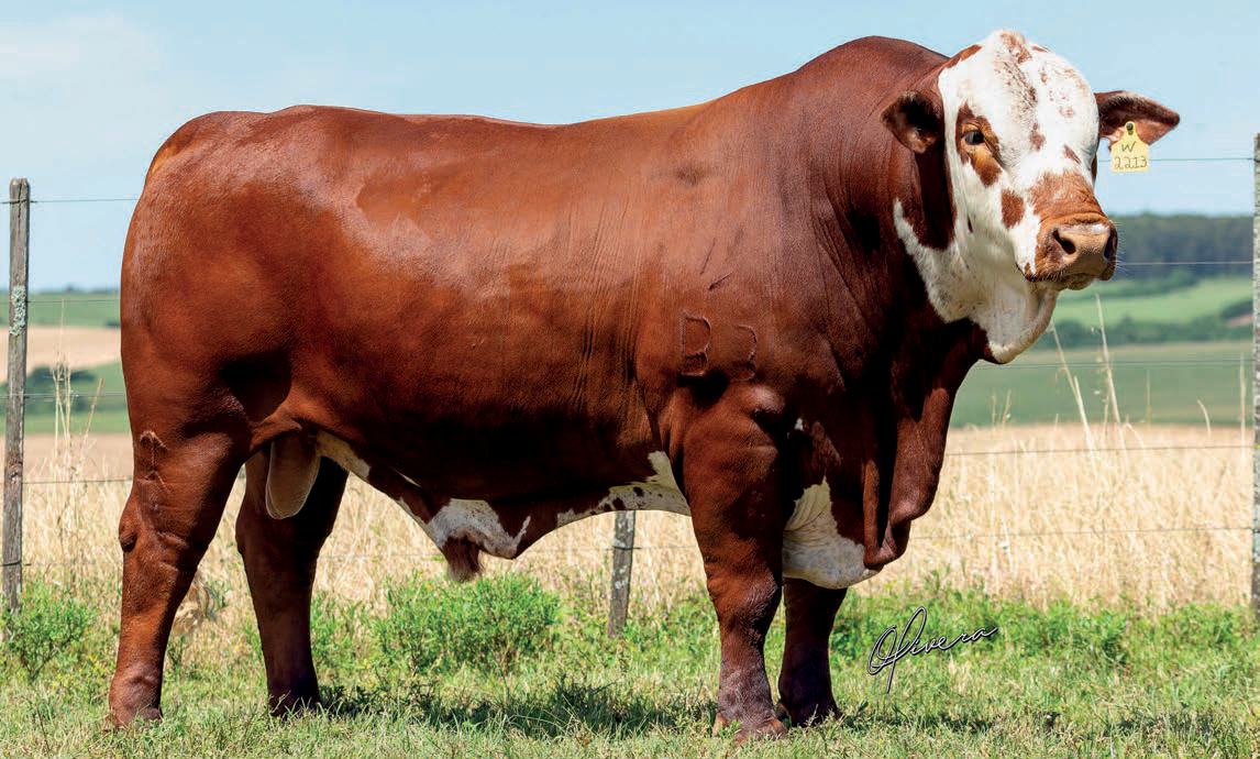 Touro | Select Sires