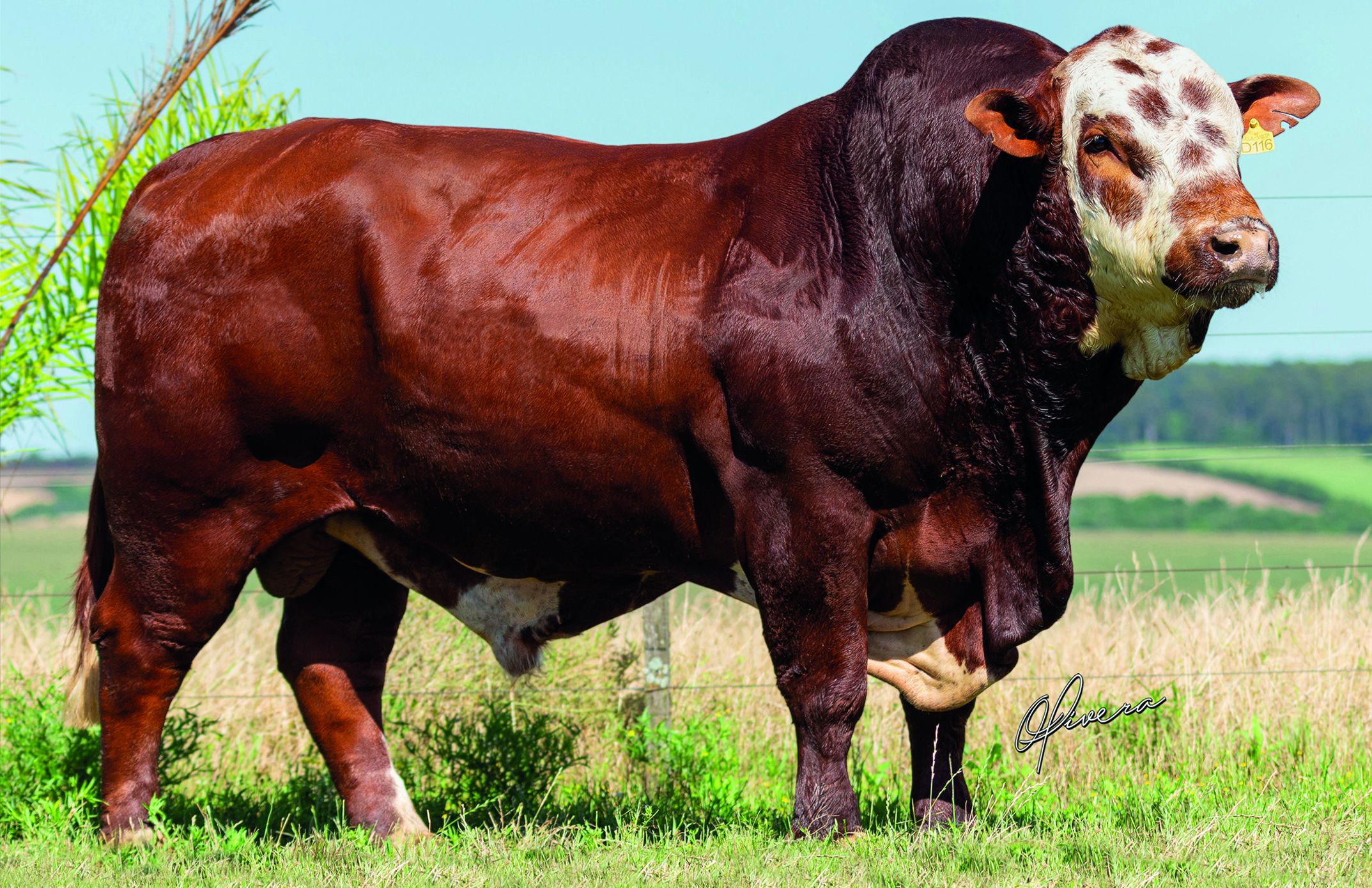 BELVISTA 38-D116 TRINITY BO116 | Touro | Select Sires