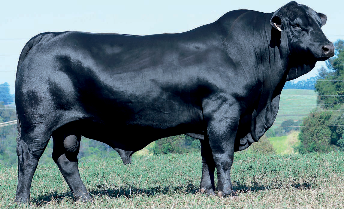 GUAPIARA BR5787 SNIPER BN5787 | Touro | Select Sires