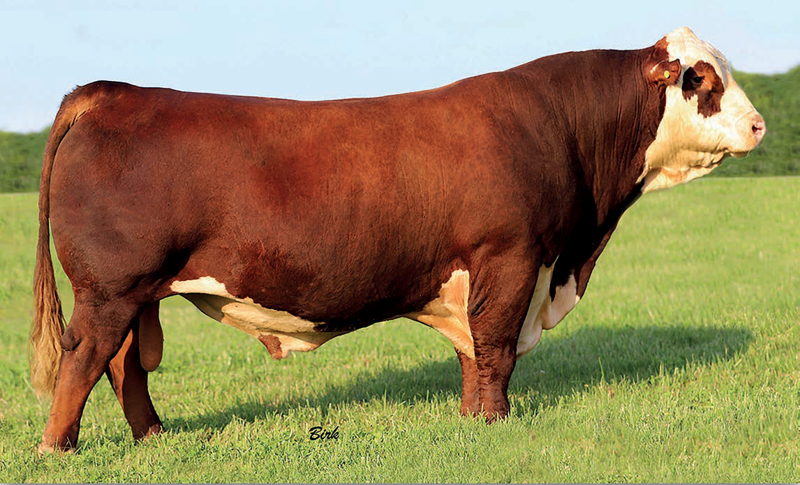 CMF 1720 GOLD RUSH 569G ET 7HP125 | Touro | Select Sires