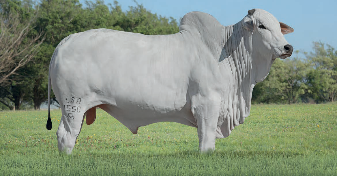 Touro | Select Sires