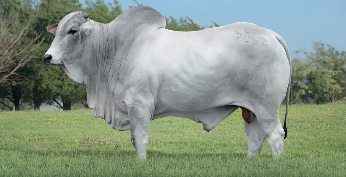 JEJUI FM N0321 | Touro | Select Sires