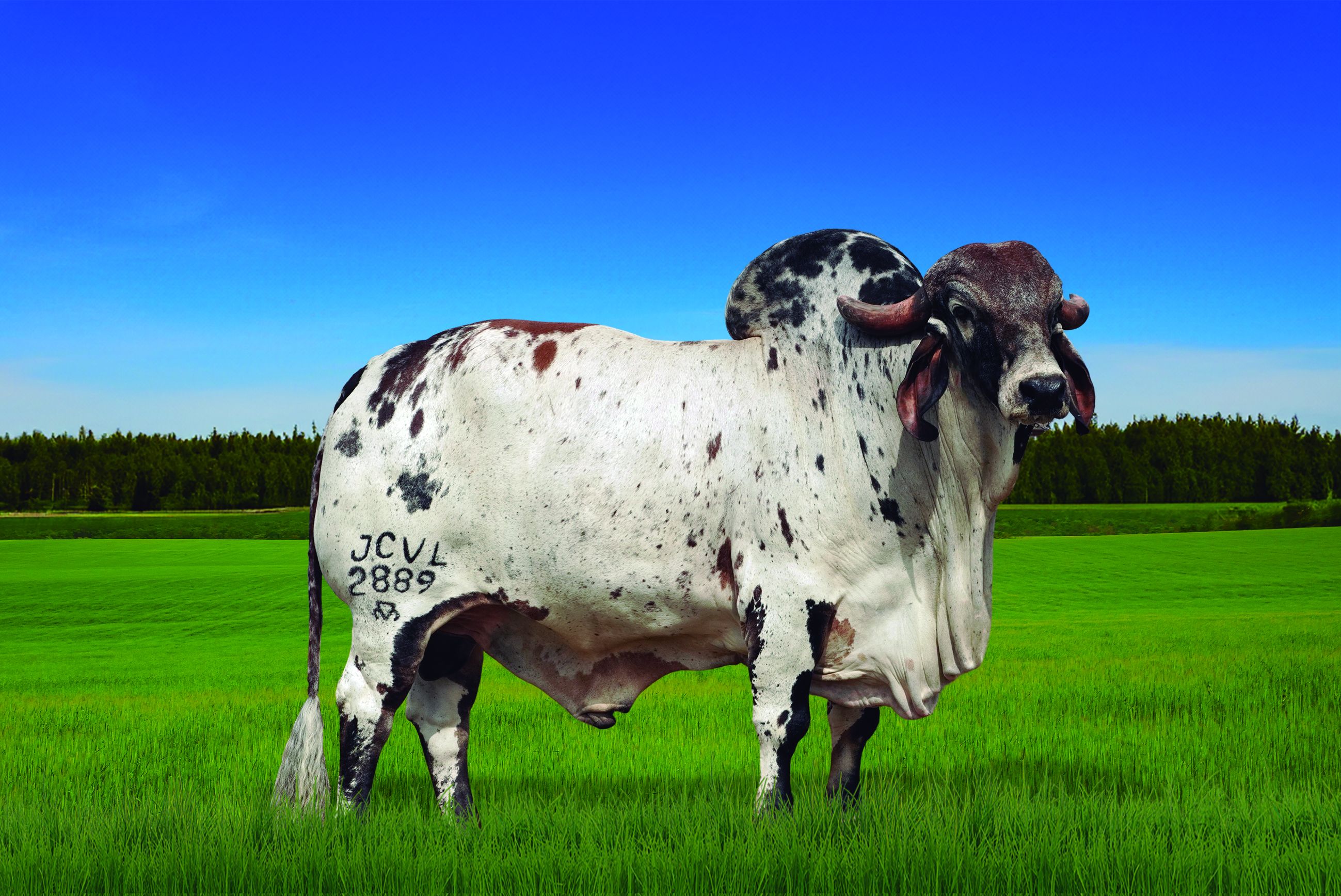 Touro | Select Sires