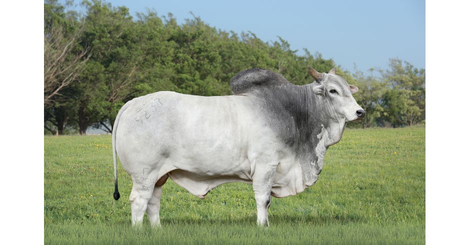 Touro | Select Sires