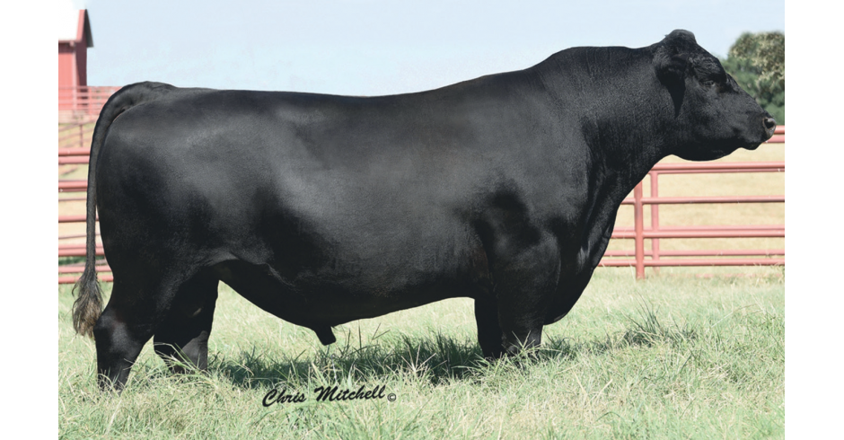 44 BRAGGING RIGHTS 4372 7AN538 | Touro | Select Sires