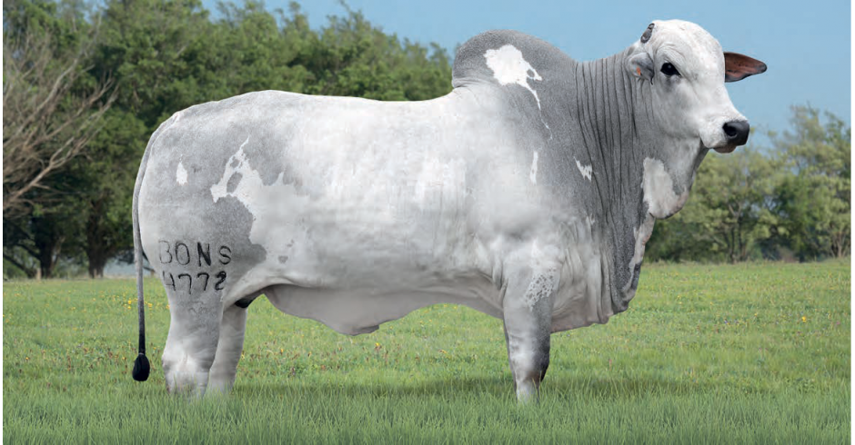 Touro | Select Sires