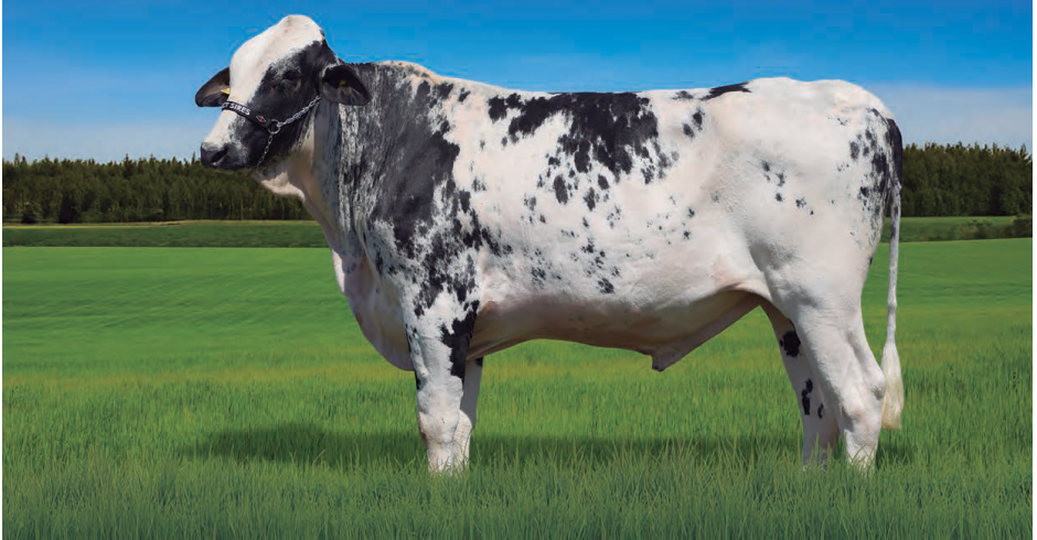 Touro | Select Sires