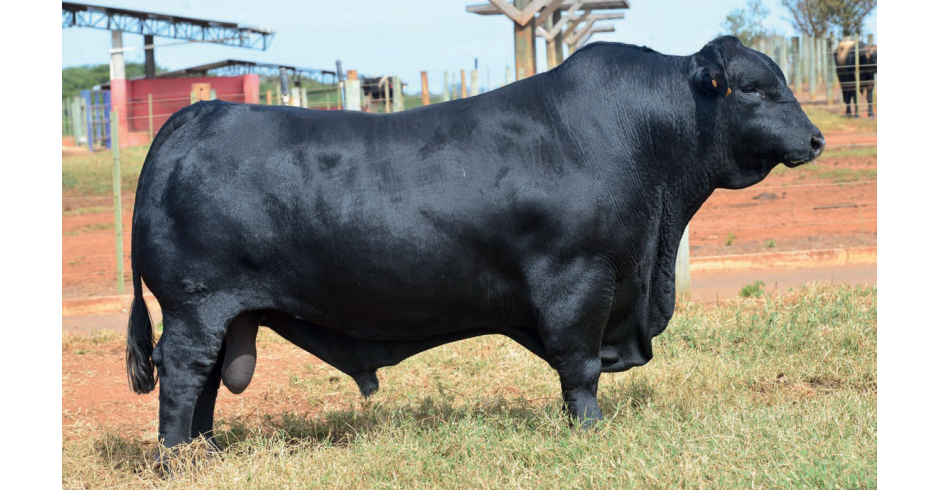 PROTHEUS GUAPIARA BN2214 | Touro | Select Sires
