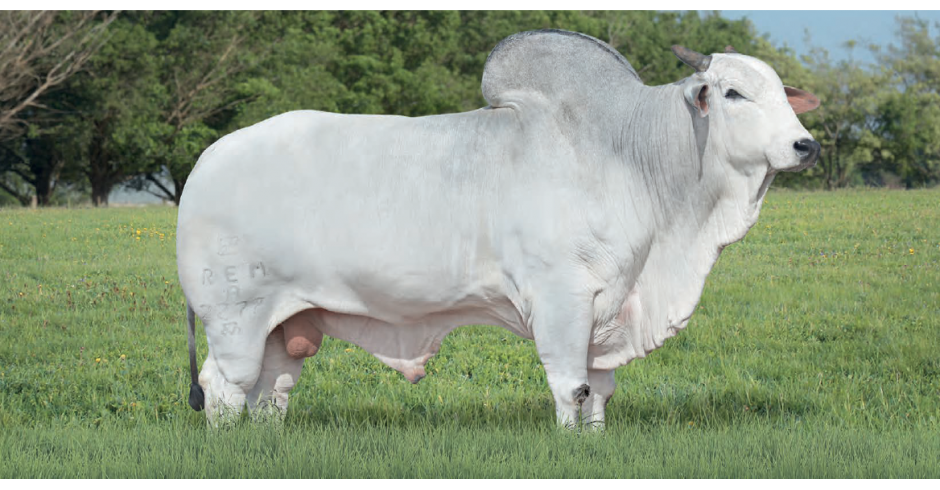 Touro | Select Sires