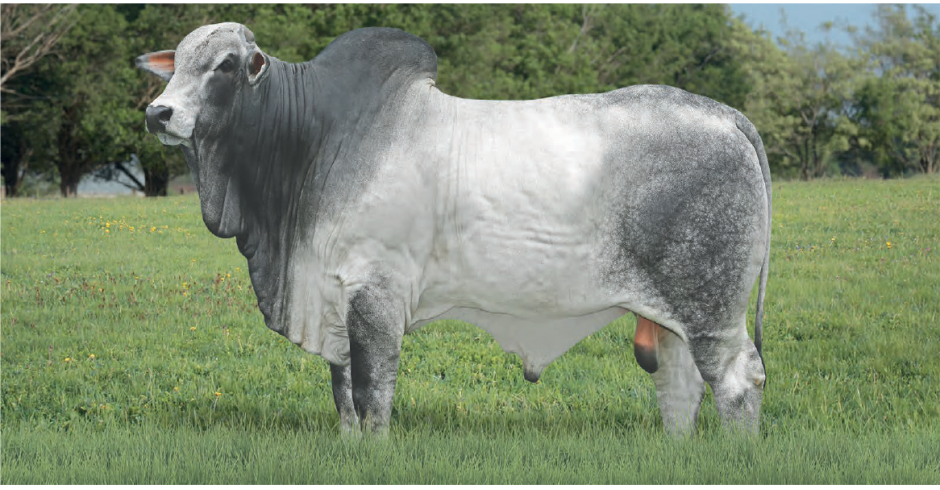 Touro | Select Sires