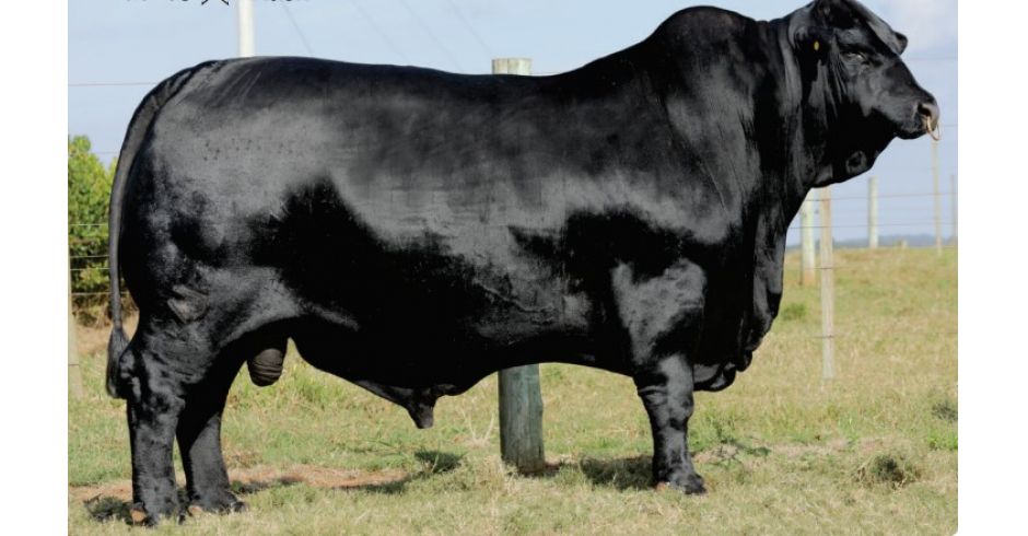 NETUNO GUAPIARA BE 1474 FIV BN1474 | Touro | Select Sires