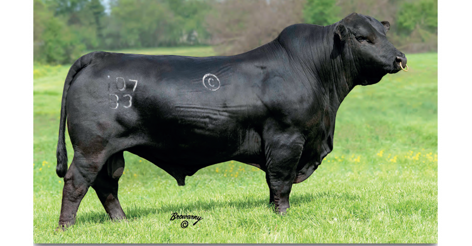 BWCC CRUISE BN007 | Touro | Select Sires