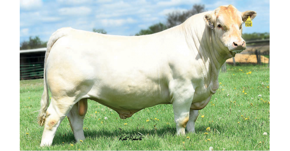 Touro | Select Sires