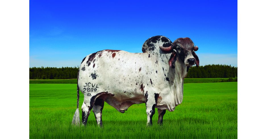 Touro | Select Sires