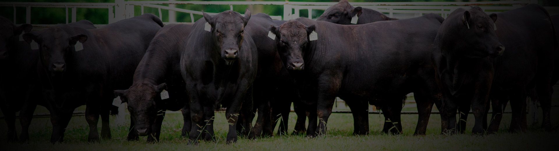 Fornecemos a melhor genética do mundo | Select Sires