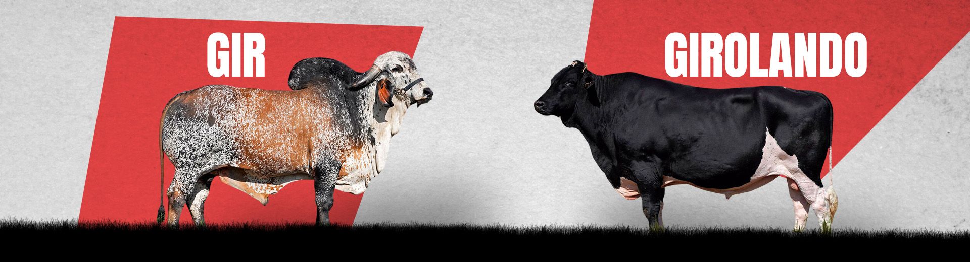 Fornecemos a melhor genética do mundo | Select Sires