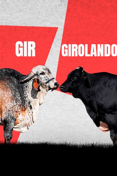 Fornecemos a melhor genética do mundo | Select Sires