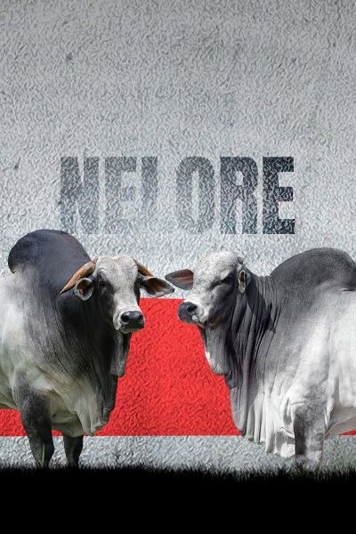 Fornecemos a melhor genética do mundo | Select Sires