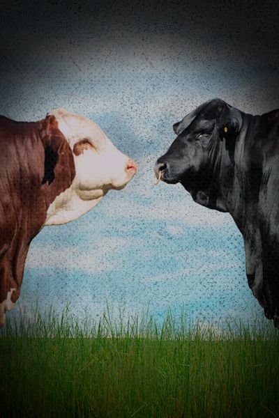 Fornecemos a melhor genética do mundo | Select Sires