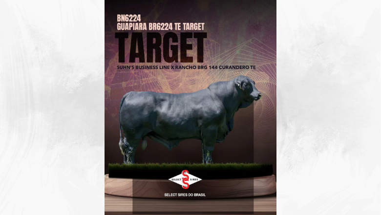 Apresentamos: BN6224 GUAPIARA TARGET | Notícia | Select Sires