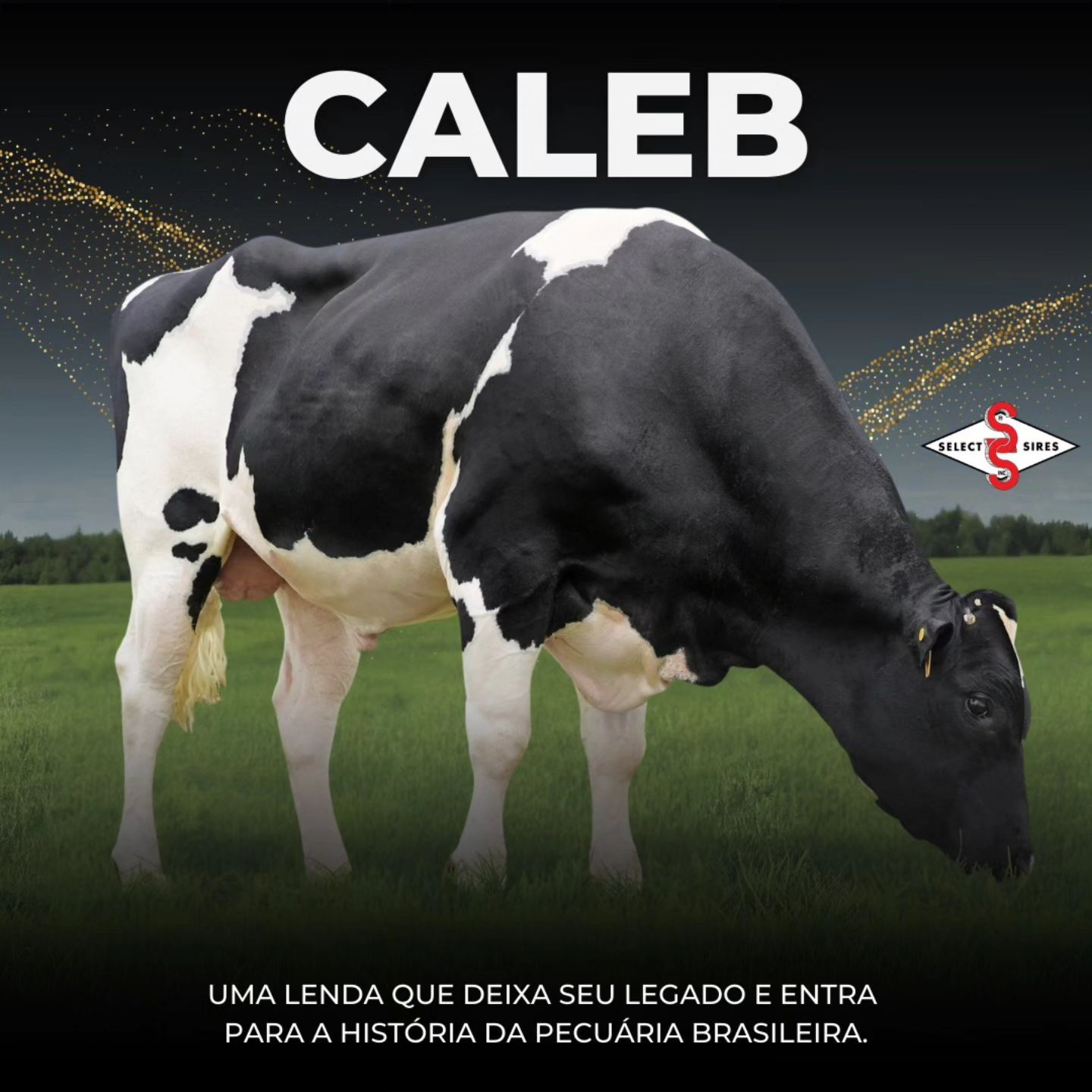 A Select Sires do Brasil se despede de 009HO04000 CALEB | Notícia ...
