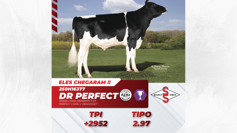Novas Importações Select Sires | Notícia | Select Sires