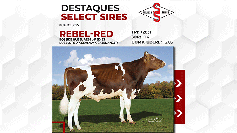 Destaques SELECT SIRES - Holandês Vermelho e Branco | Notícia | Select Sires