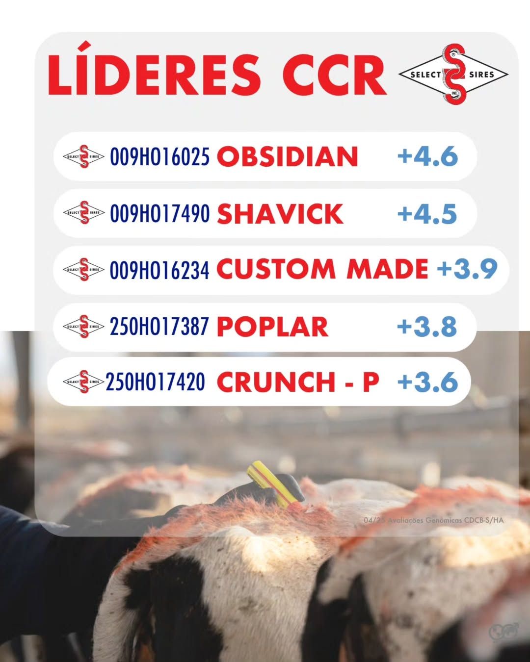 LÍDERES CCR | Notícia | Select Sires