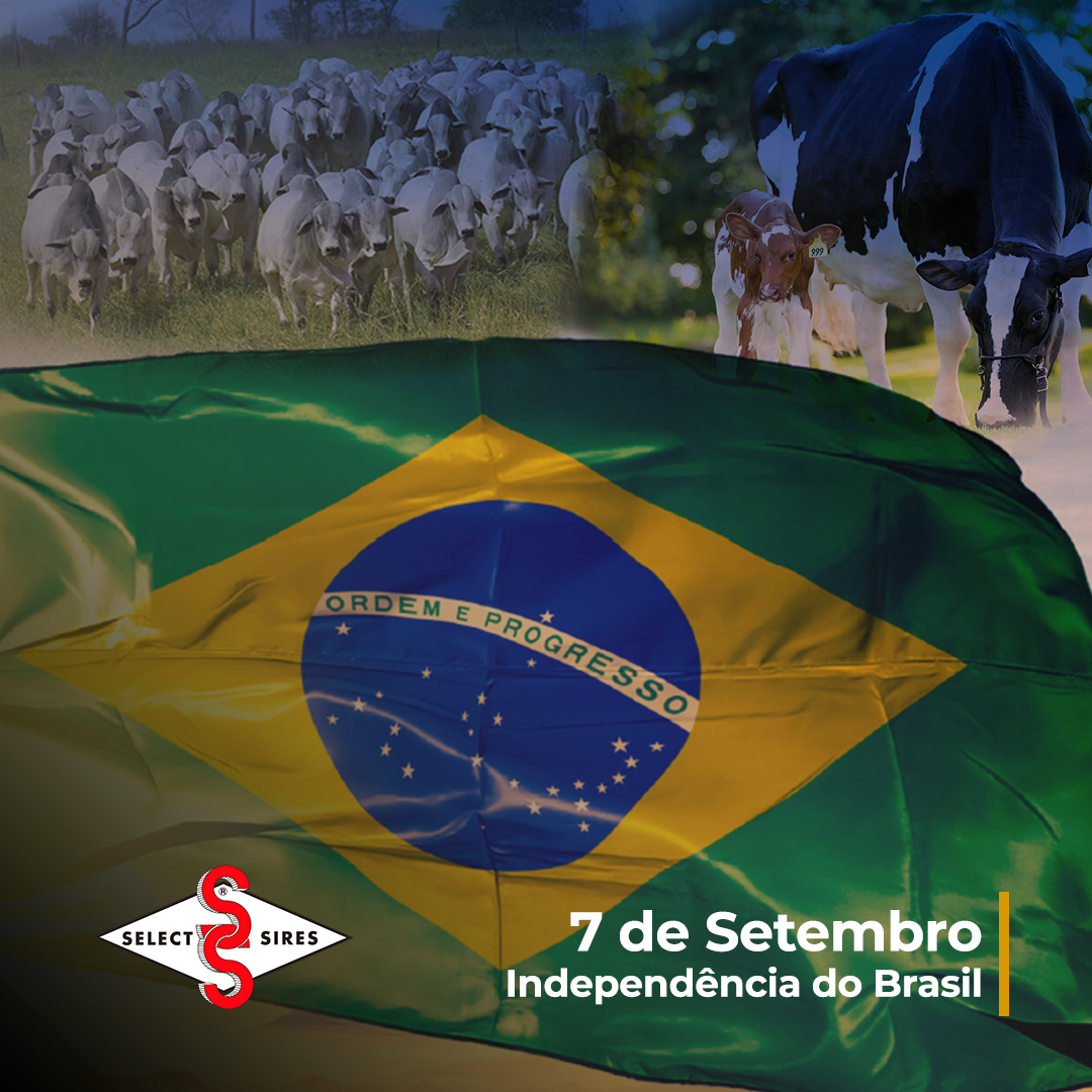 7 de setembro - Dia da Independência do Brasil. | Notícia | Select Sires