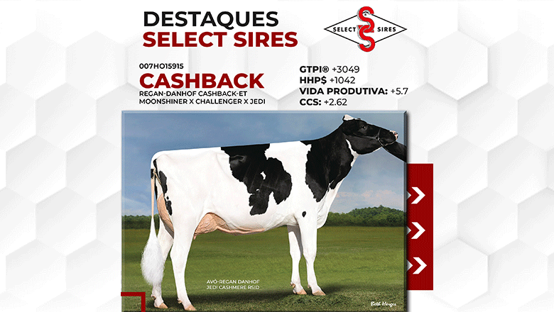 DESTAQUES SELECT SIRES - PROVADOS E GENÔMICOS | Notícia | Select Sires