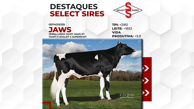 DESTAQUES SELECT SIRES - PROVADOS E GENÔMICOS | Notícia | Select Sires